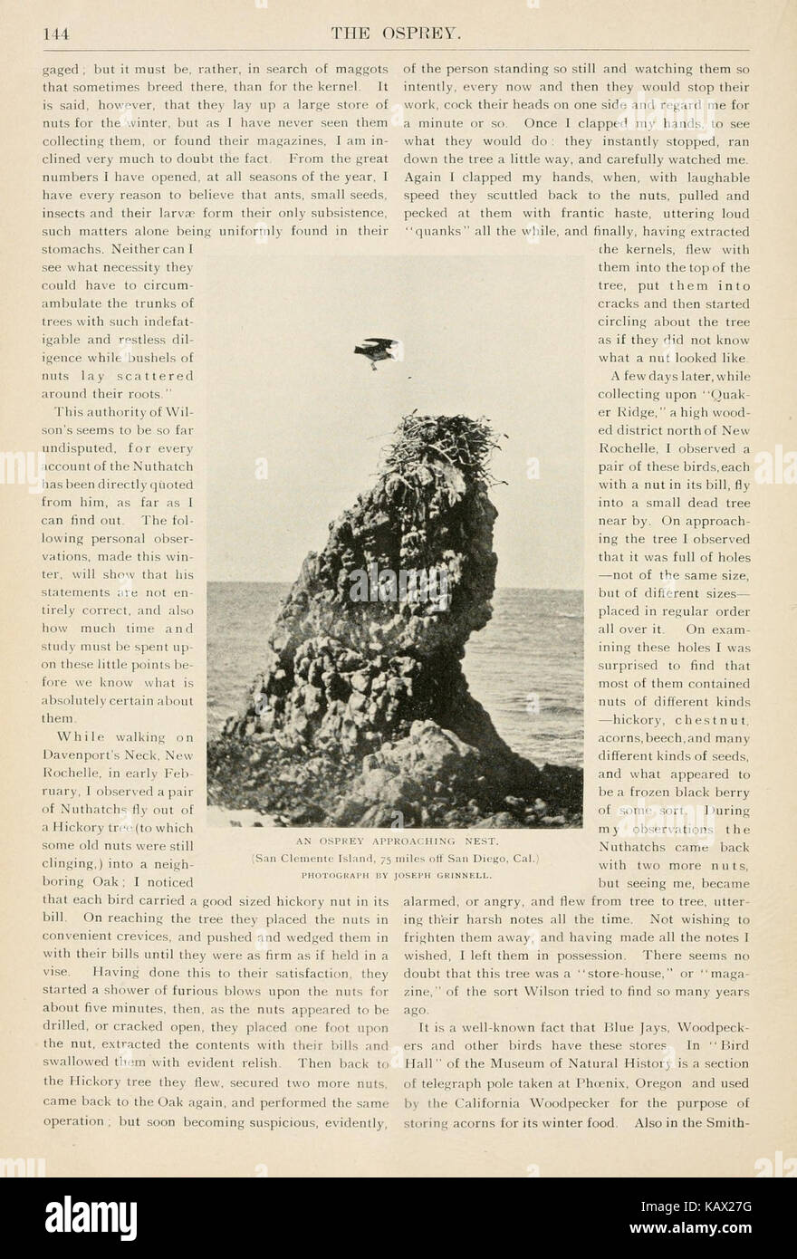 This page from the *Birds of America* by John James Audubon features ...