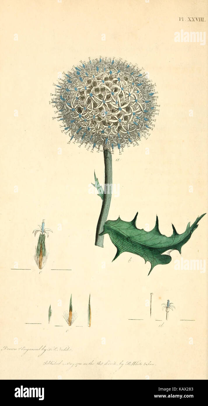 Thirty eight plates, with explanations (Pl. XXVIII) (6126703199 Stock ...