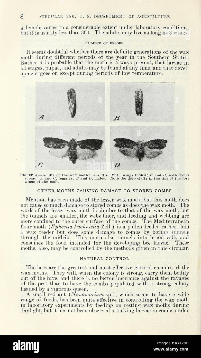 The wax moth and its control (Page 8) BHL41748920 Stock Photo - Alamy
