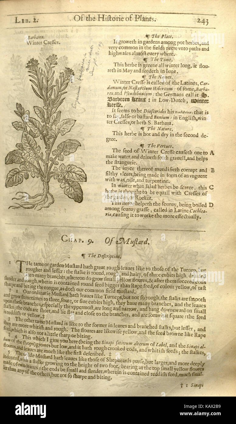 The herball, or, Generall historie of plantes (Page 243) BHL8437047 ...
