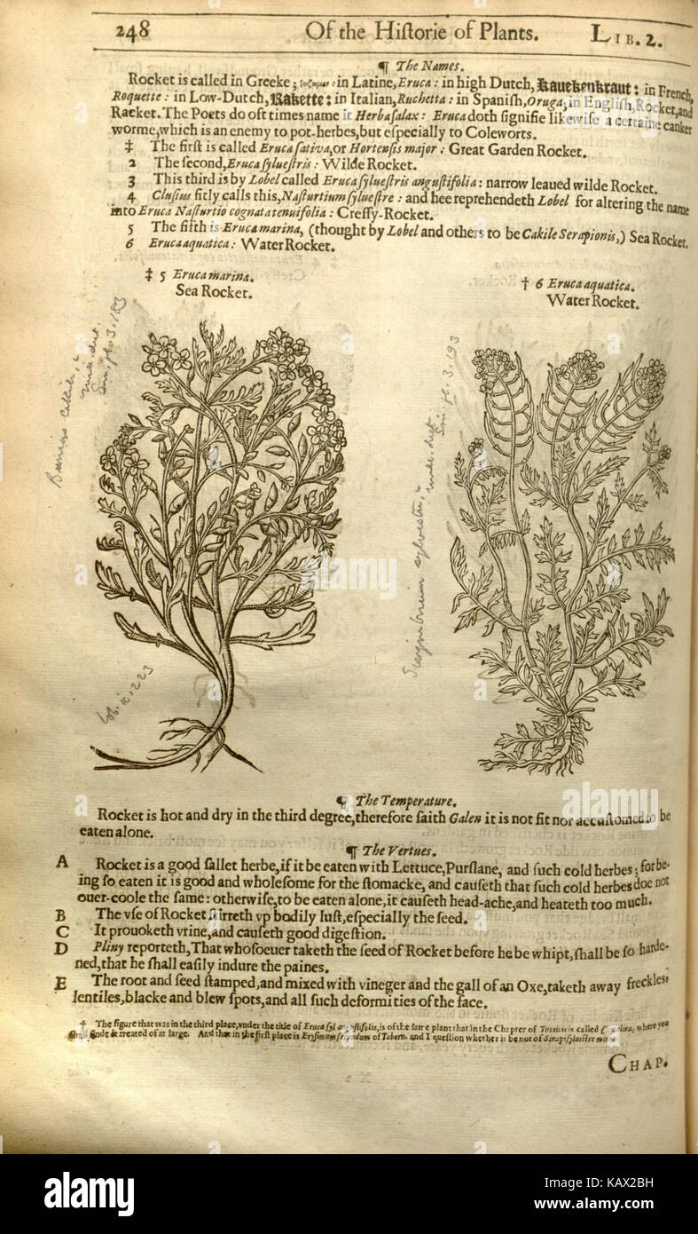 The herball, or, Generall historie of plantes (Page 248) BHL8437052 ...