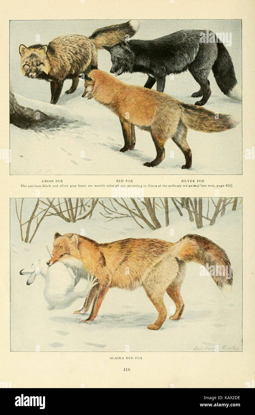 This book features intimate studies of wild mammals in North America ...