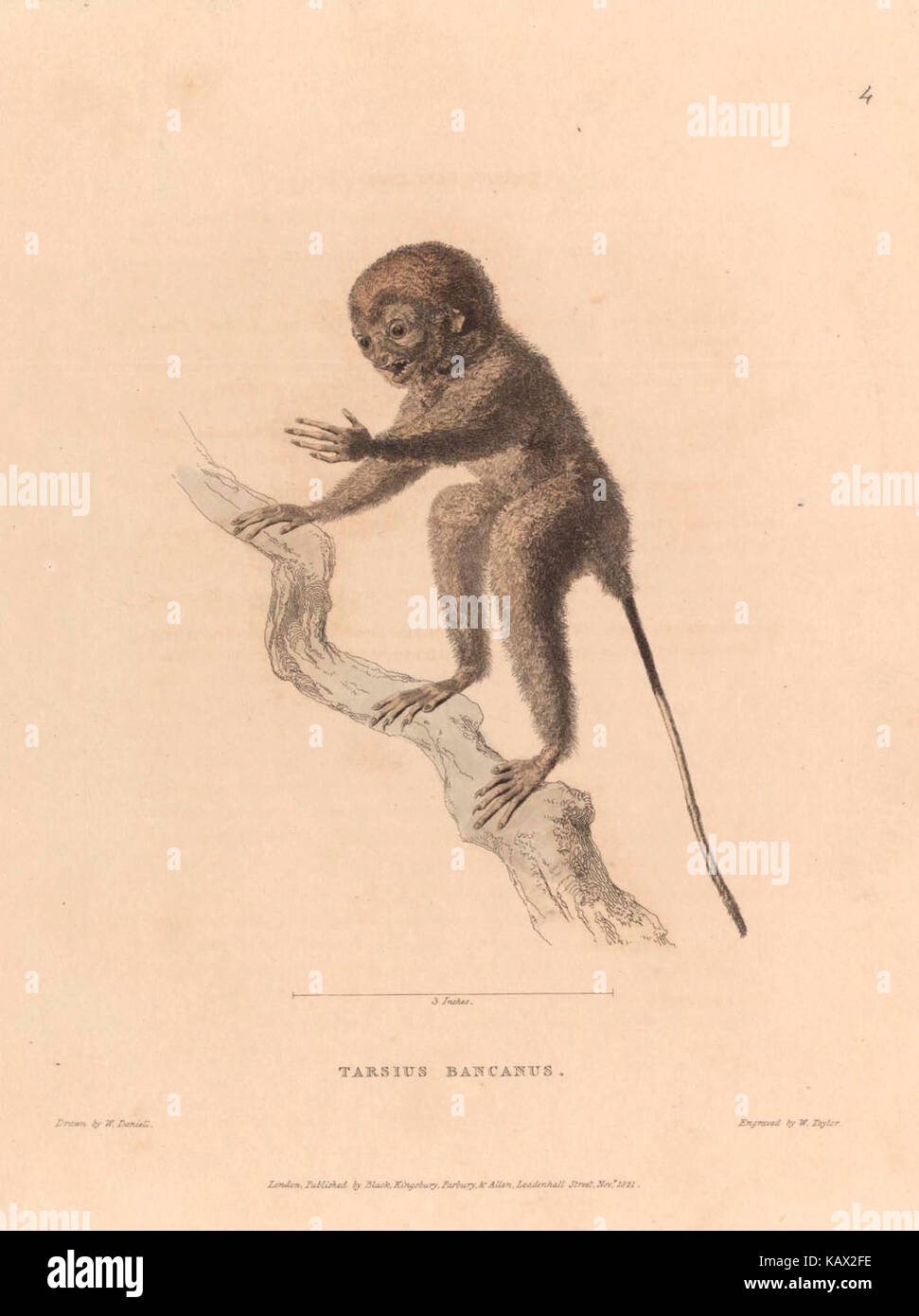 Zoological researches in Java, and the neighbouring islands BHL47292917 ...