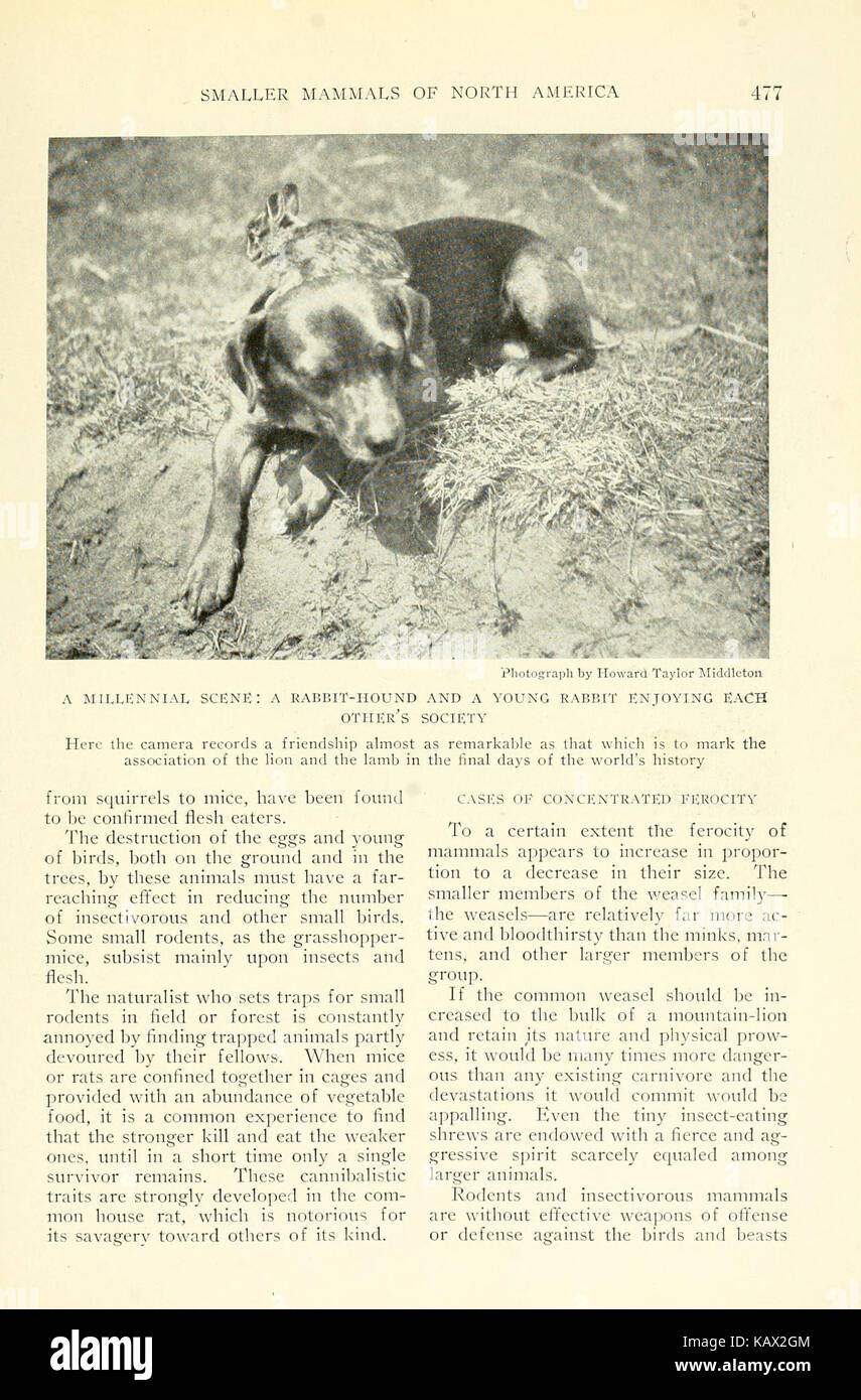 Wild animals of North America, intimate studies of big and little ...