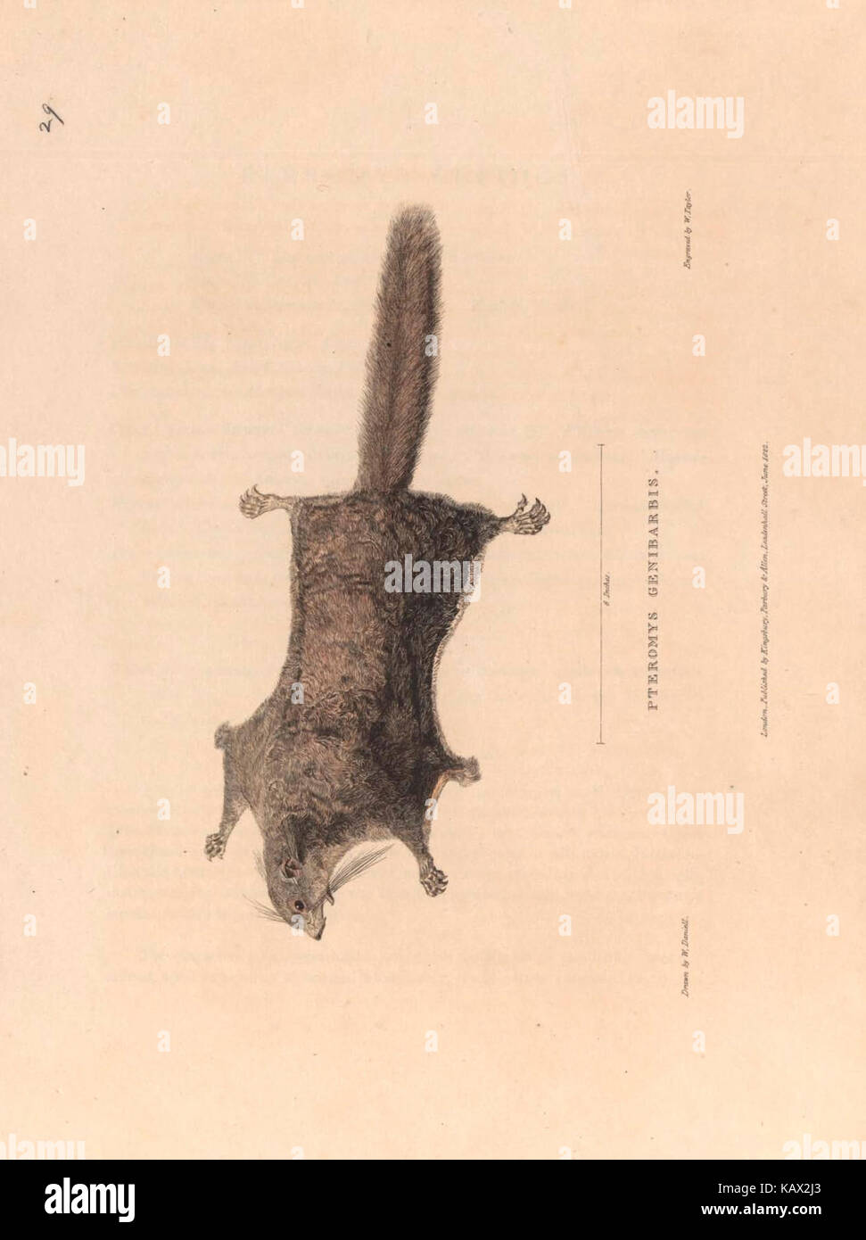 Zoological researches in Java, and the neighbouring islands BHL47293132 ...