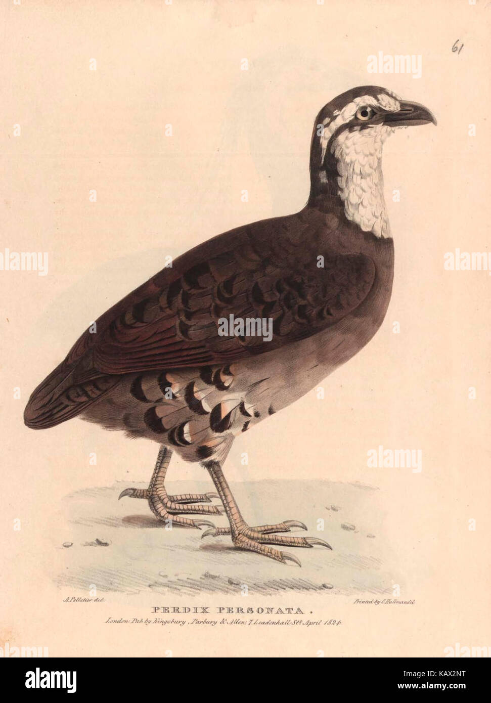 A detailed zoological study on the wildlife of Java and nearby islands ...