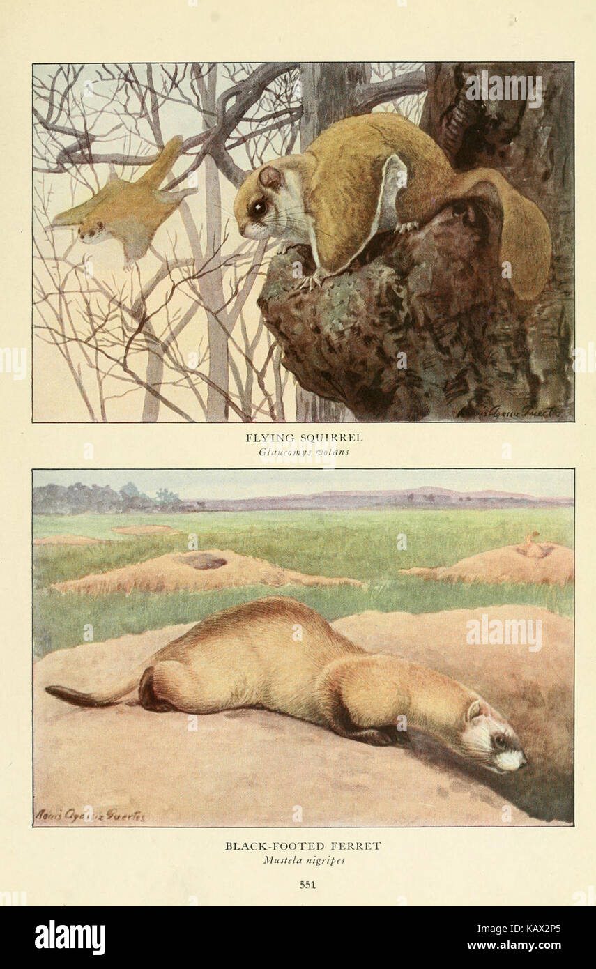 Wild animals of North America, intimate studies of big and little ...