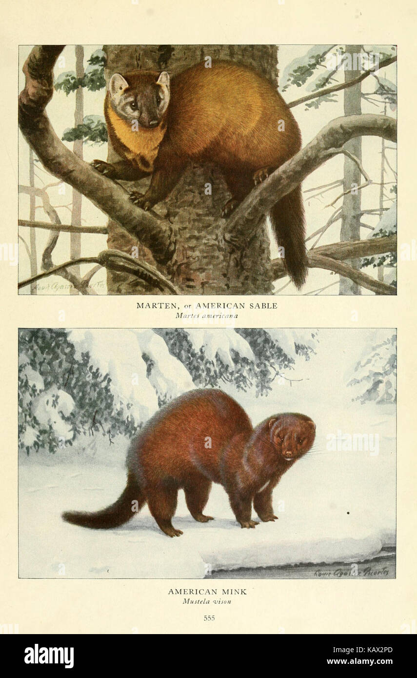 Wild animals of North America, intimate studies of big and little ...