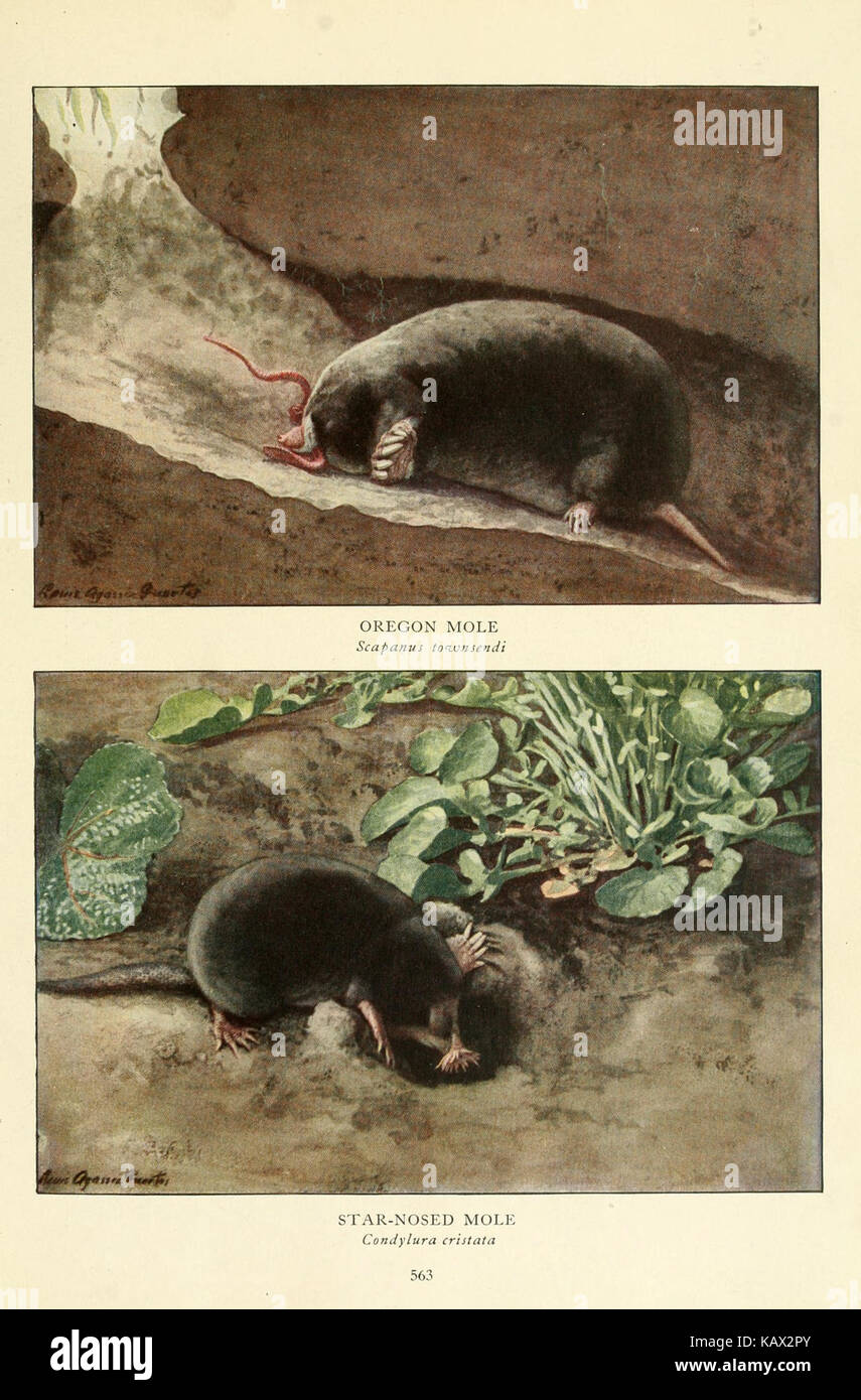 Wild animals of North America, intimate studies of big and little ...