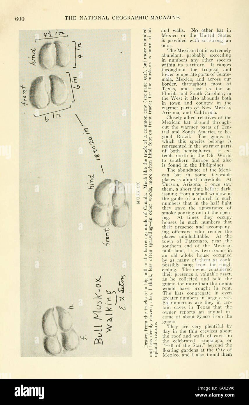 Detailed study on american hi-res stock photography and images - Alamy