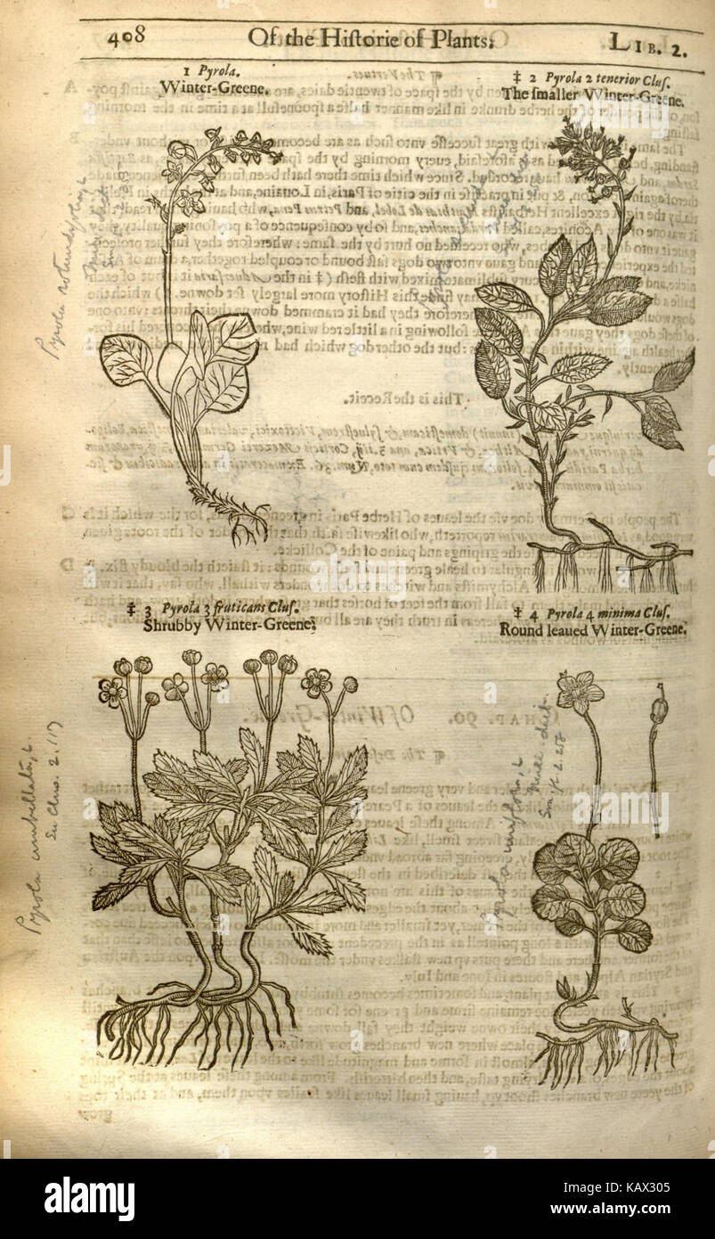 Detailing botanical information hi-res stock photography and images - Alamy