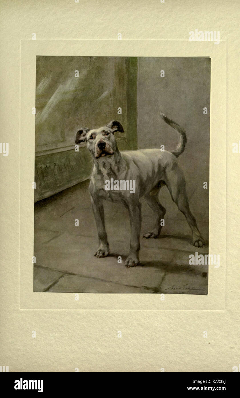 The power of the dog (Plate XII) BHL22637167 Stock Photo - Alamy