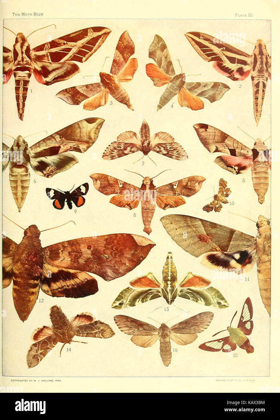 The moth book BHL9916978 Stock Photo - Alamy
