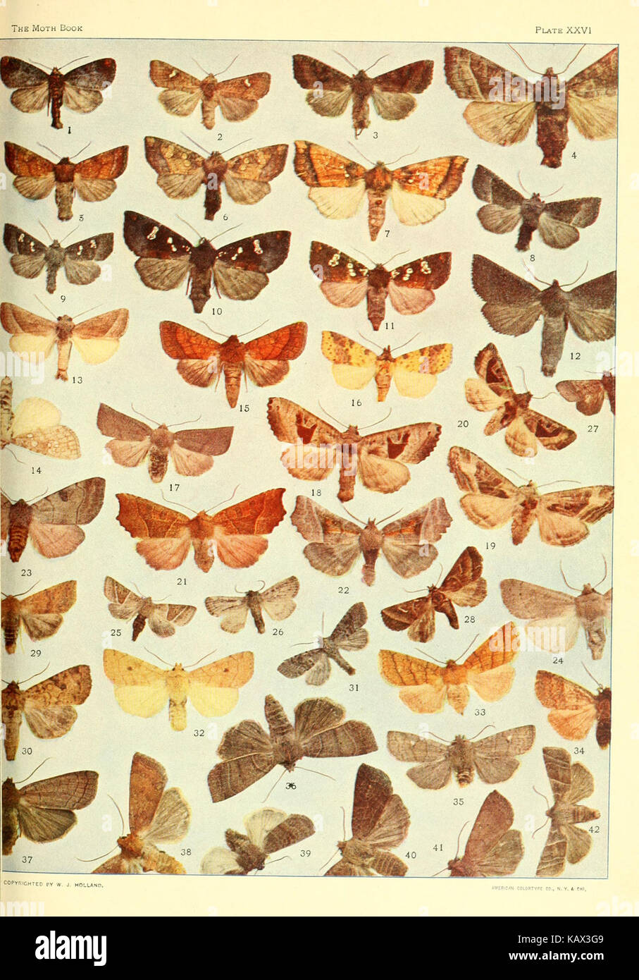 Moth lover hi-res stock photography and images - Alamy