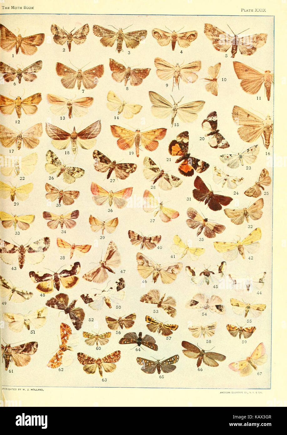 The Moth Book is a scientific reference documenting North American moth ...