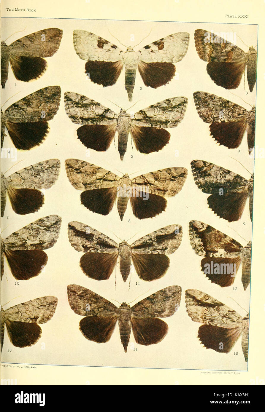 This book on moths provides detailed information about various moth ...