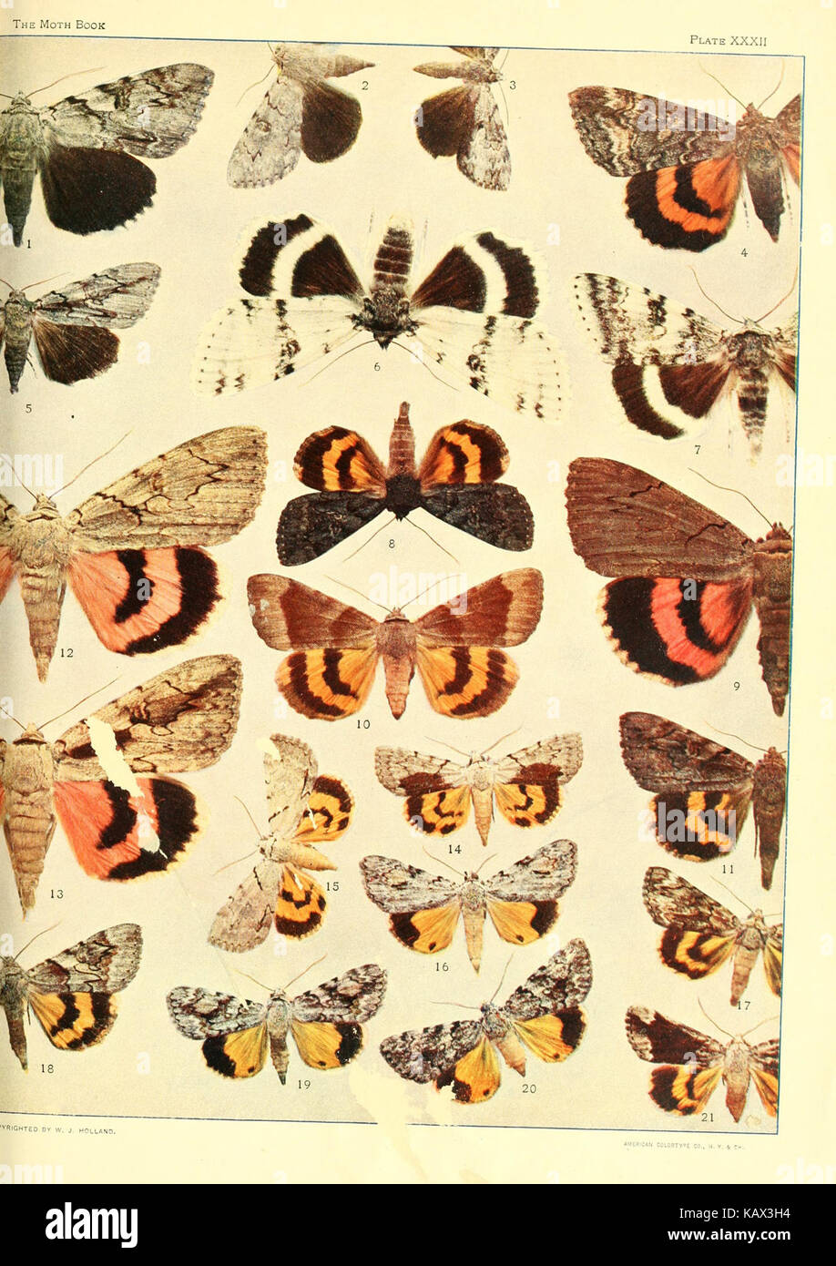 The moth book BHL9917310 Stock Photo - Alamy