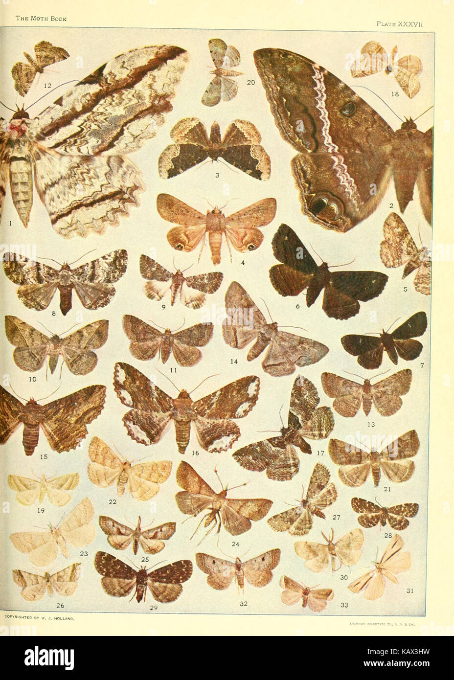 Moth identification hi-res stock photography and images - Alamy