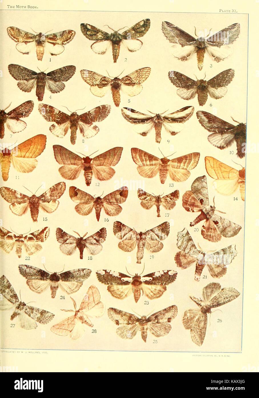 The moth book BHL9917376 Stock Photo - Alamy