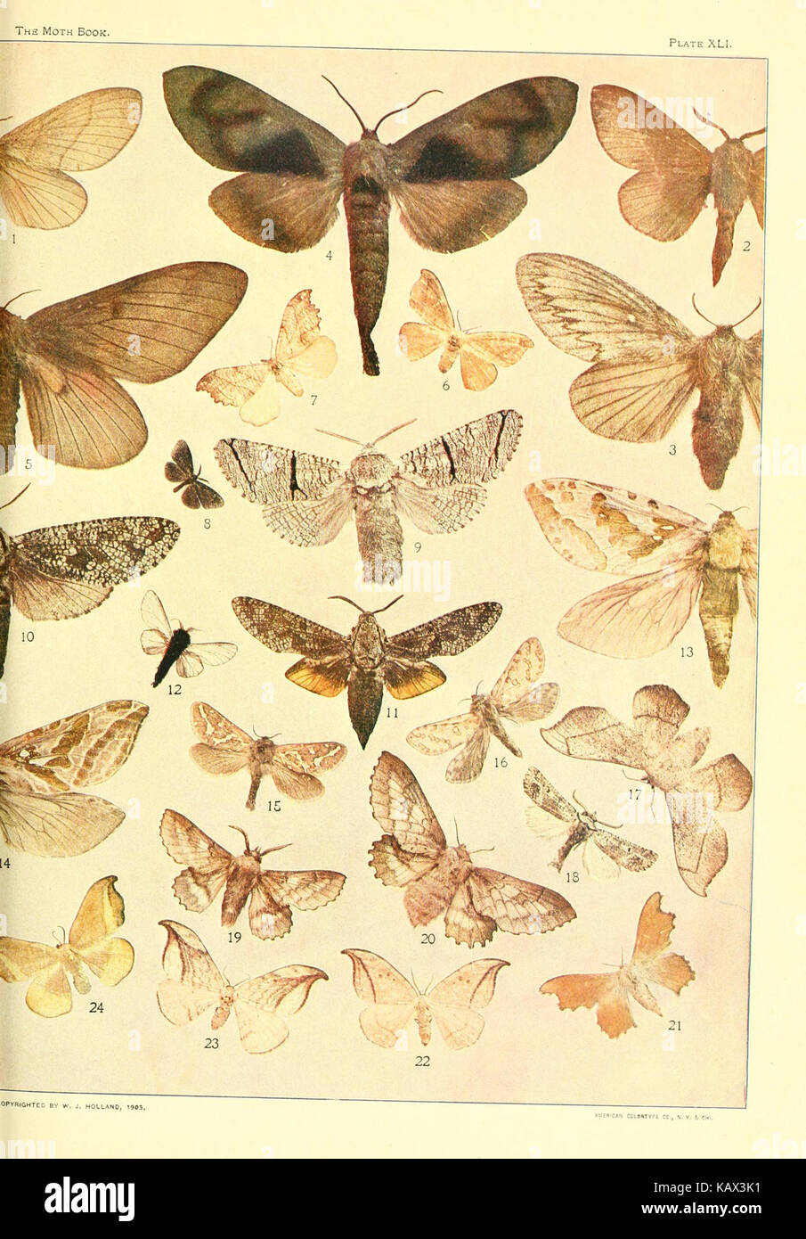 The moth book BHL9917394 Stock Photo - Alamy