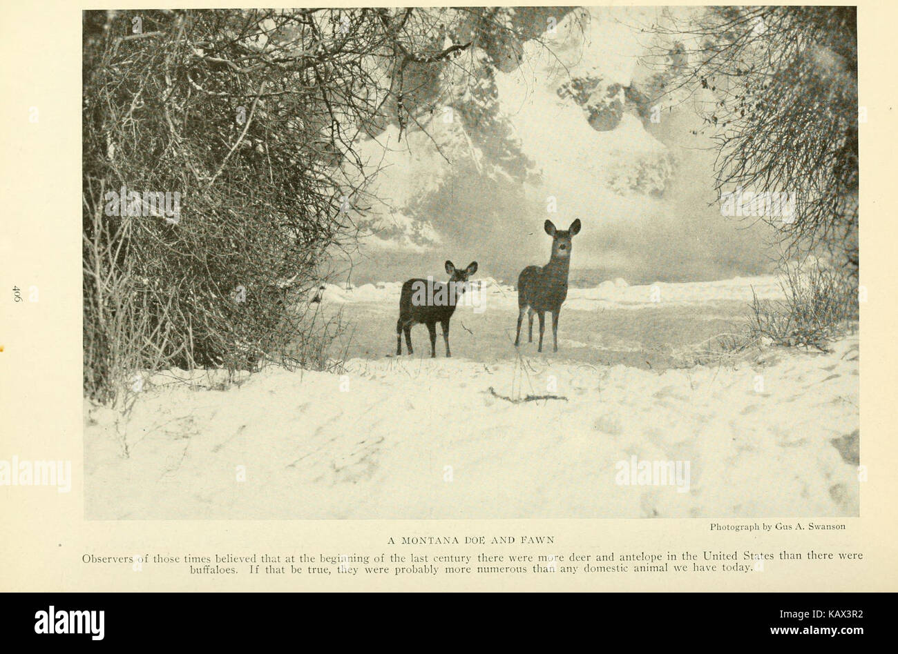 Wild animals of North America, intimate studies of big and little ...