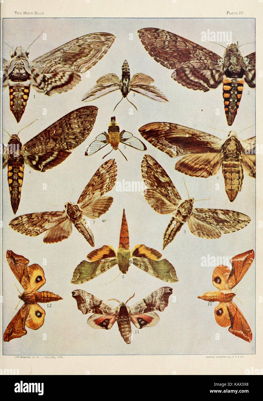 The moth book BHL17026288 Stock Photo - Alamy