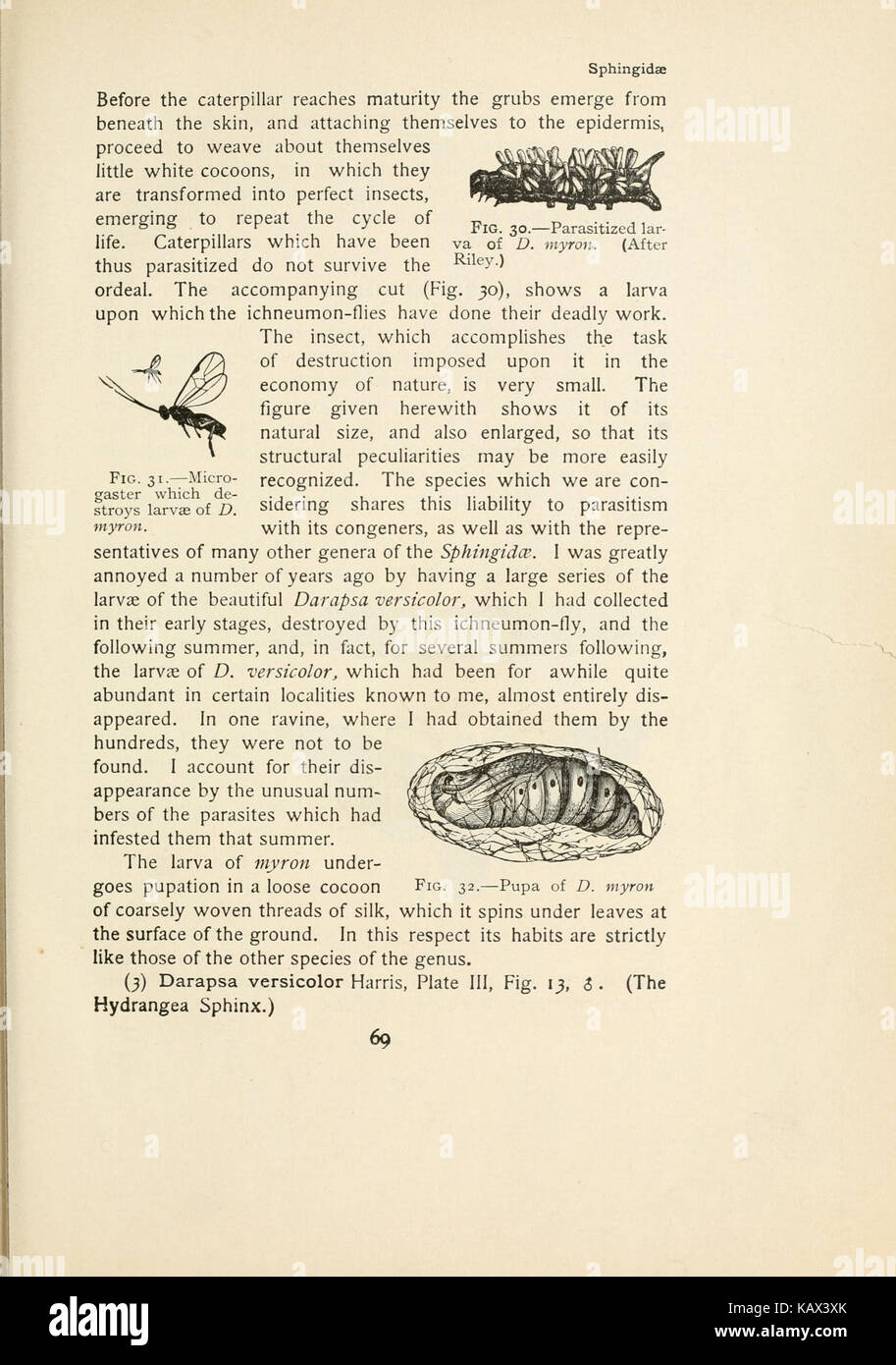 The moth book (Page 69) BHL17026306 Stock Photo - Alamy