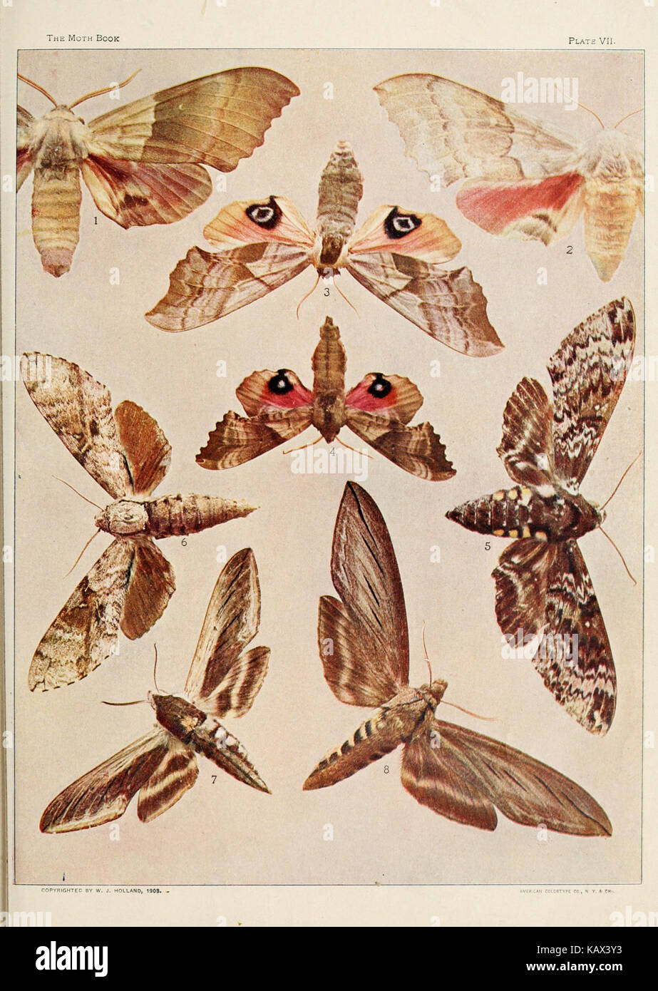 The moth book BHL17026320 Stock Photo - Alamy