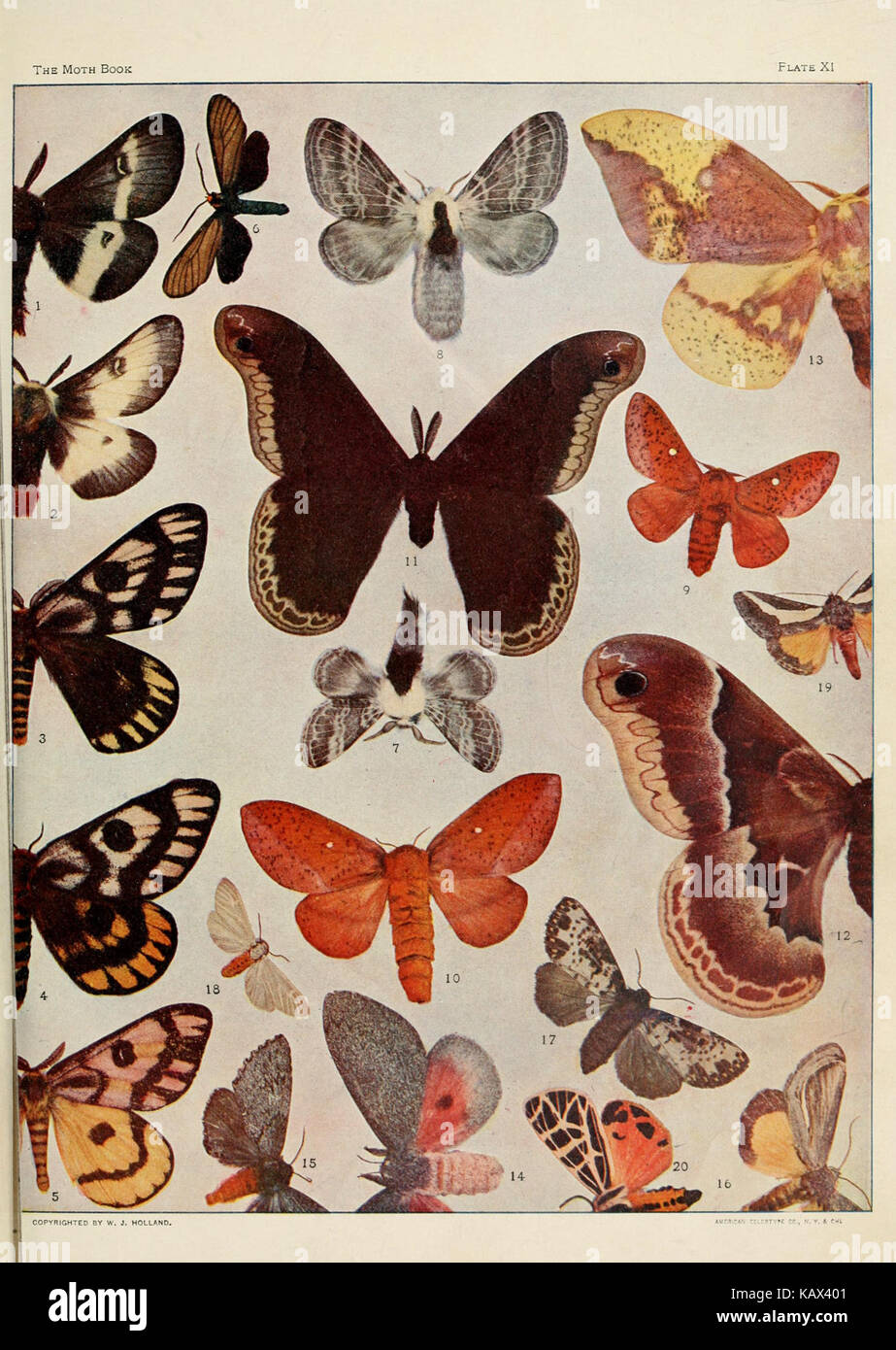 The moth book BHL17026352 Stock Photo - Alamy