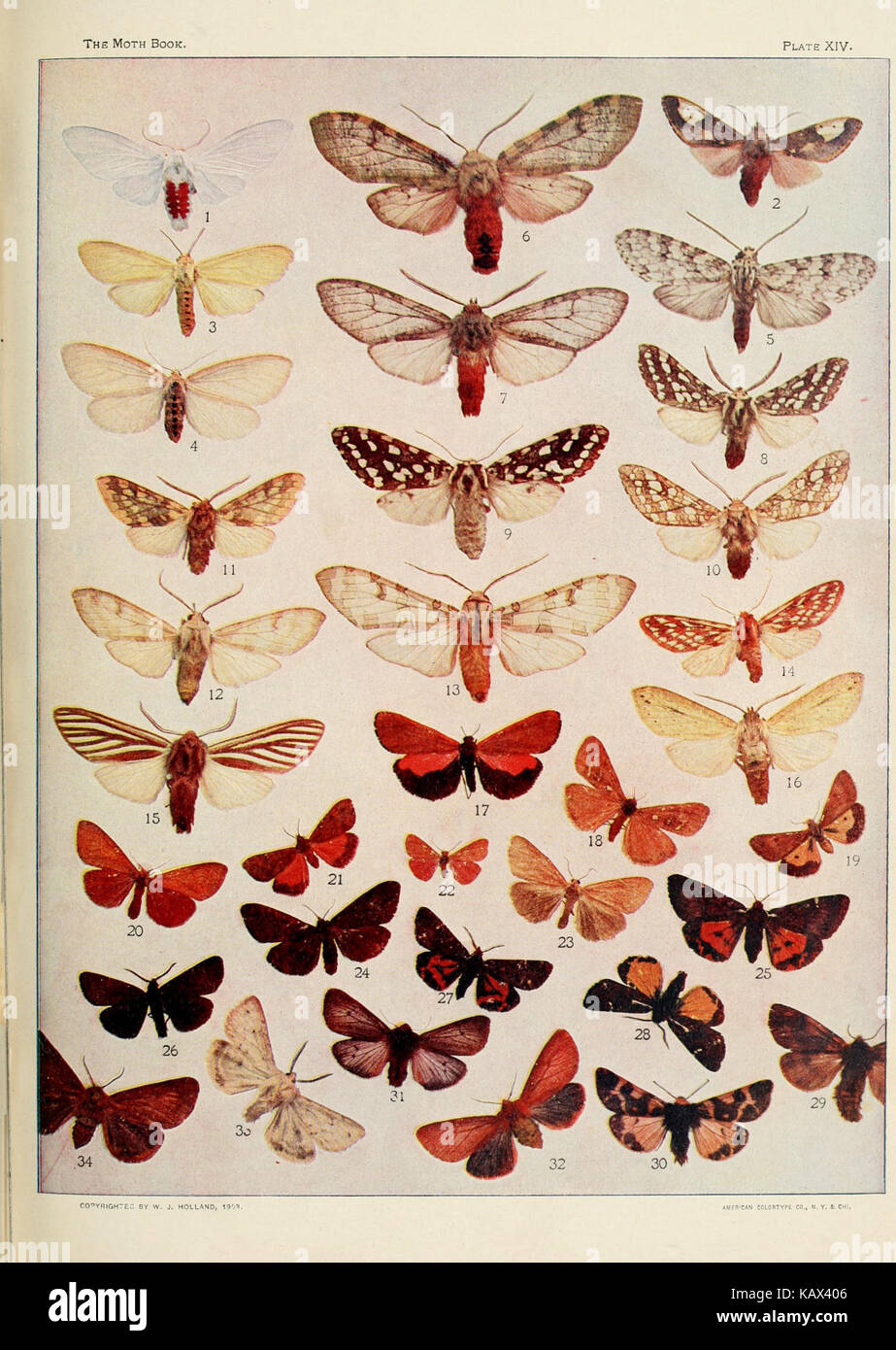The moth book BHL17026386 Stock Photo - Alamy