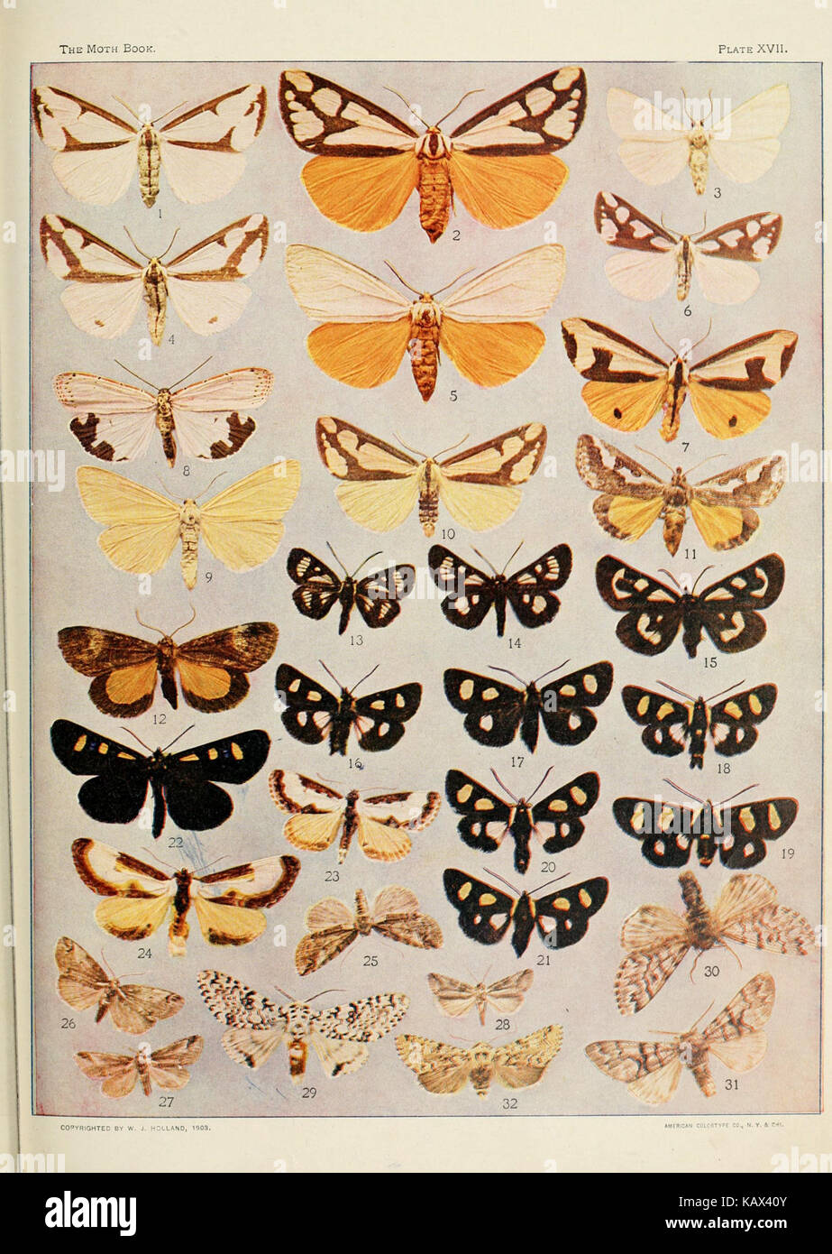 The moth book BHL17026422 Stock Photo - Alamy