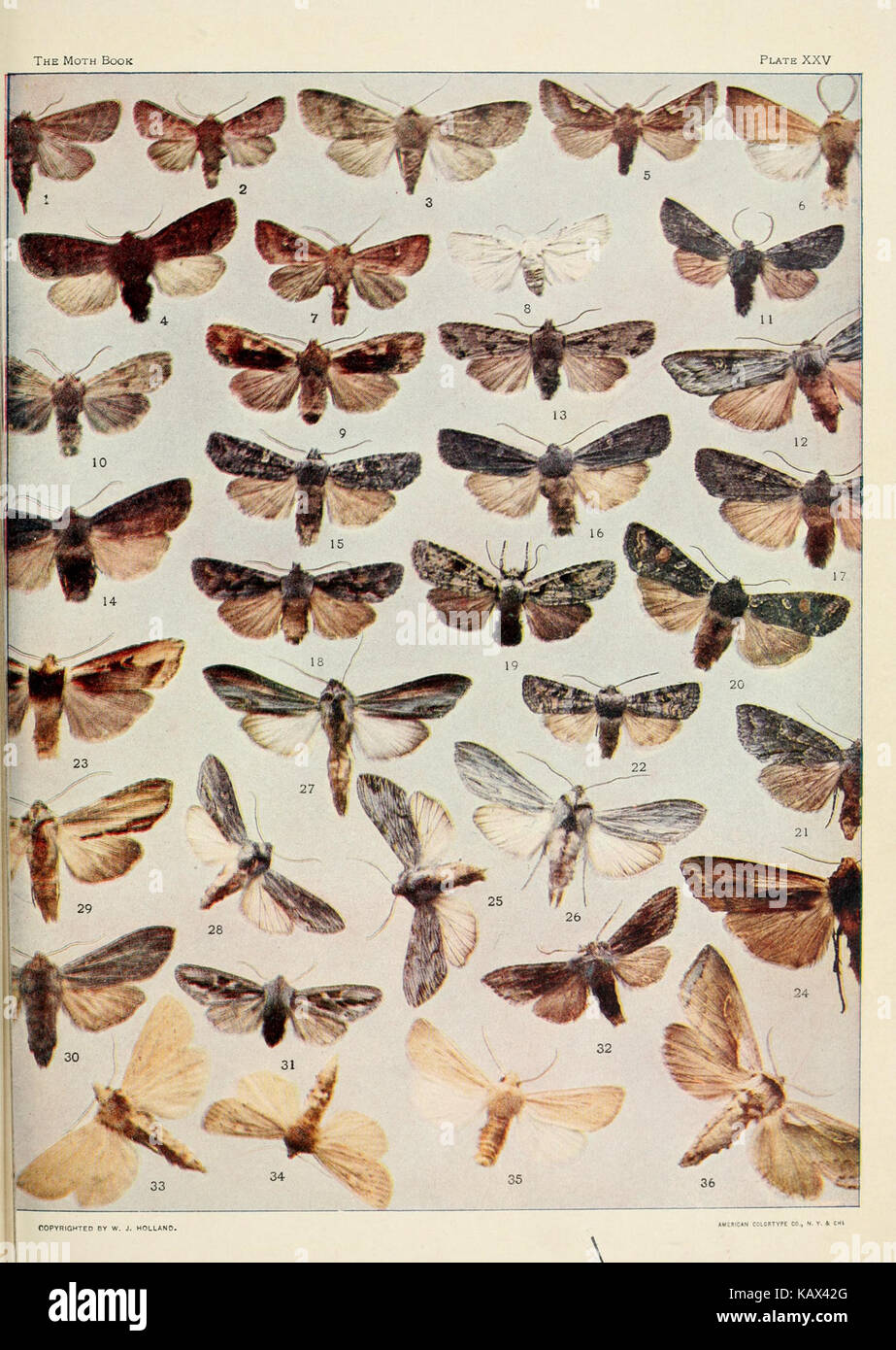 The moth book BHL17026524 Stock Photo - Alamy