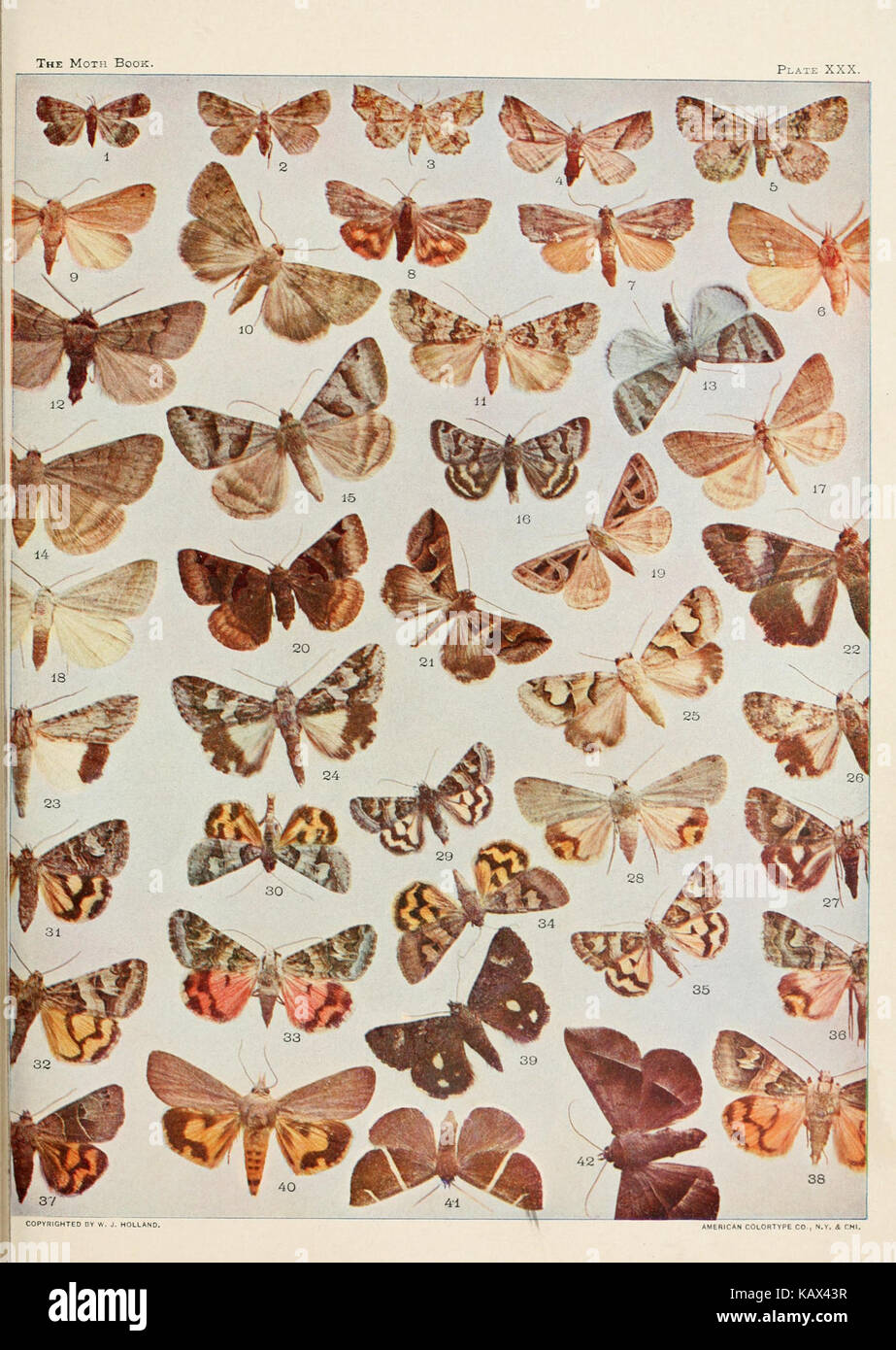 The moth book BHL17026594 Stock Photo - Alamy