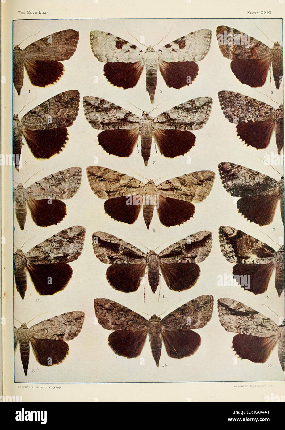 The moth book BHL17026600 Stock Photo - Alamy