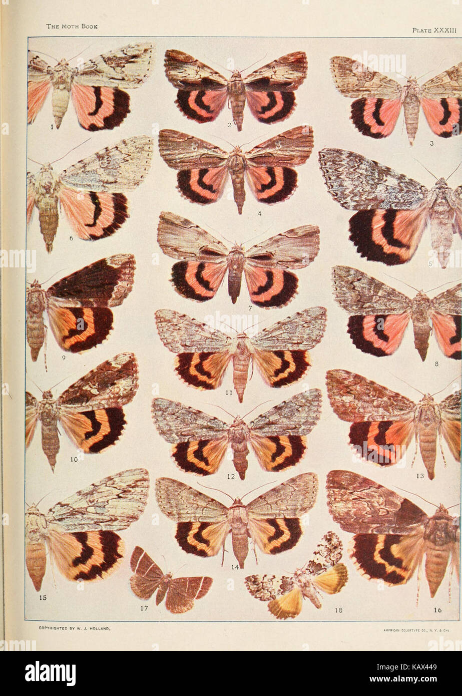 The moth book BHL17026614 Stock Photo - Alamy