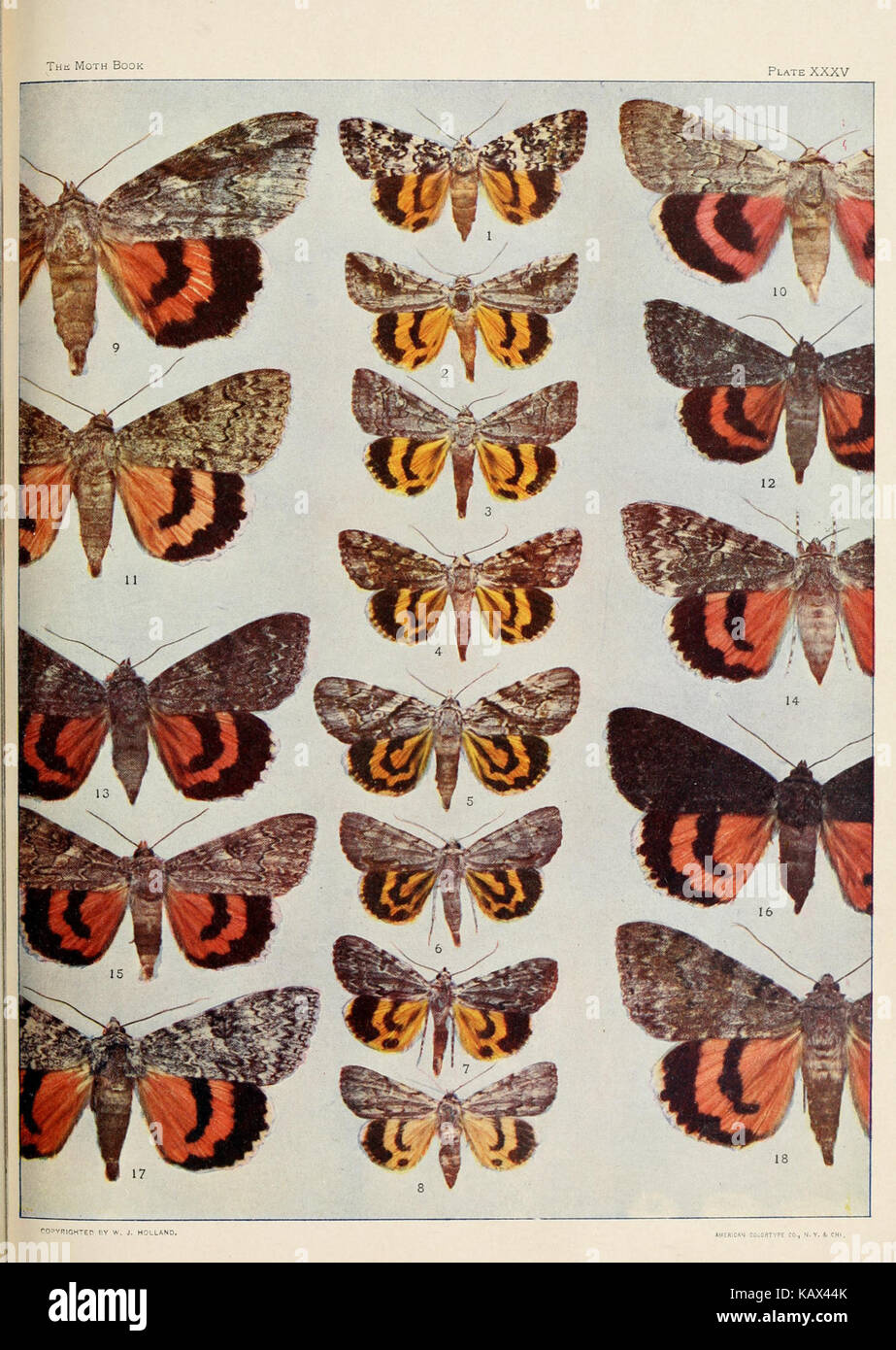 The moth book BHL17026626 Stock Photo - Alamy