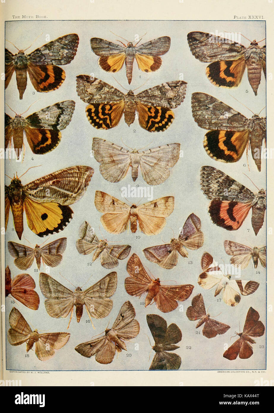 The moth book BHL17026634 Stock Photo - Alamy