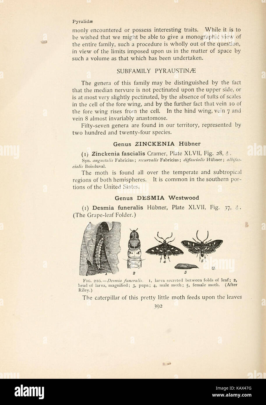 The moth book (Page 392) BHL17026791 Stock Photo - Alamy