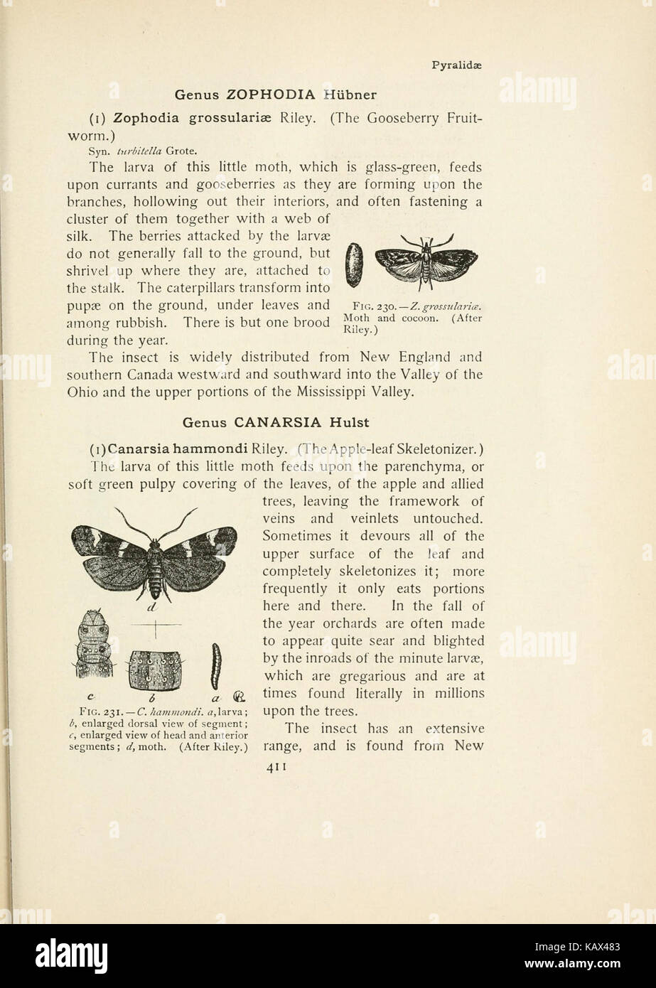 Page 411 of 'The Moth Book' presents detailed information about various ...