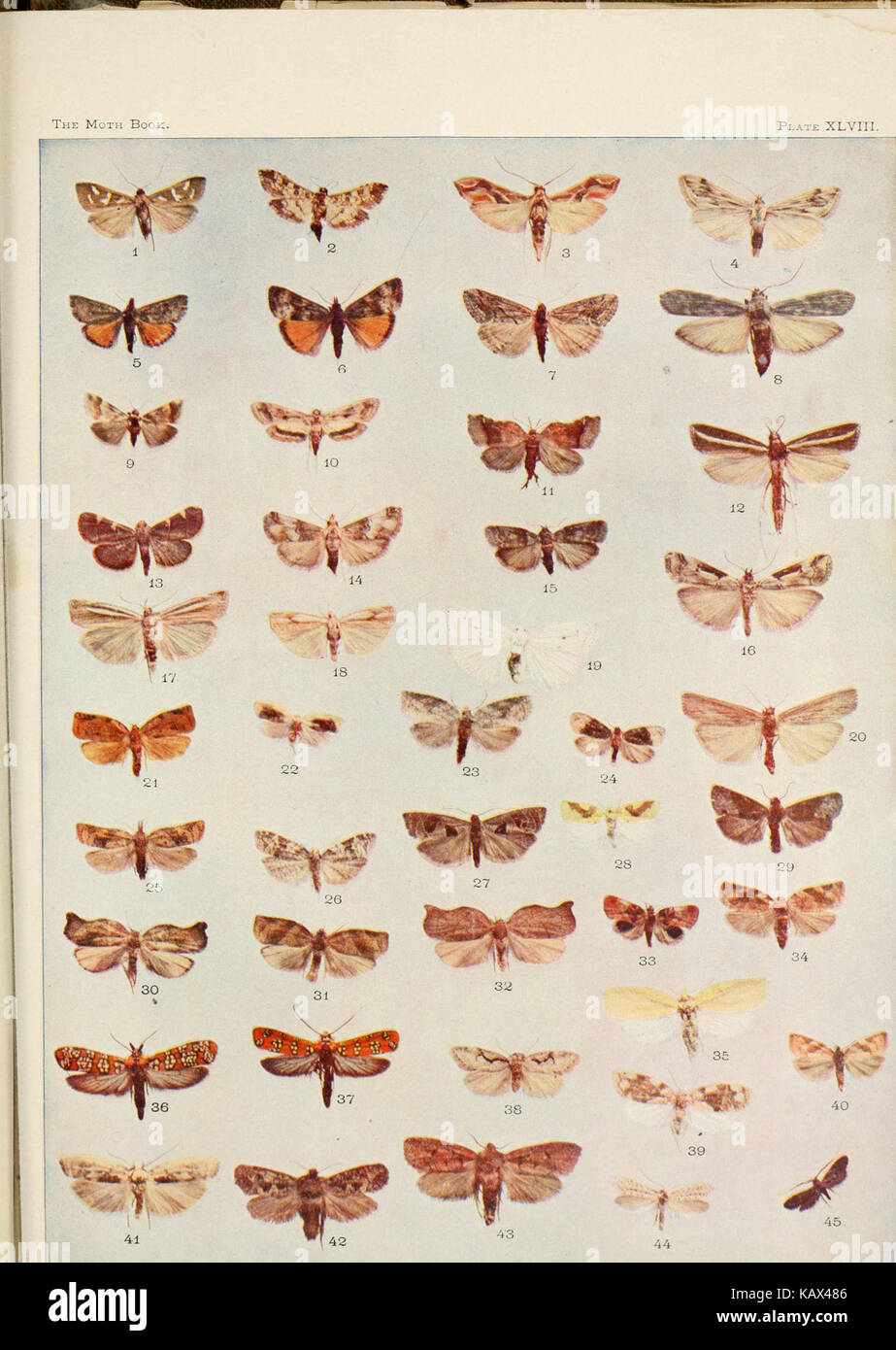 The moth book BHL17026818 Stock Photo - Alamy