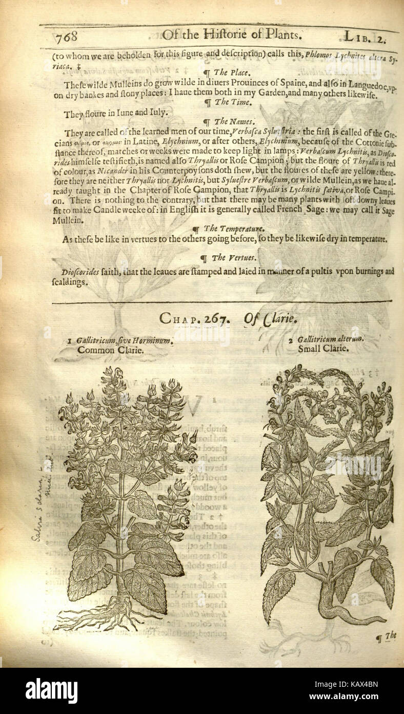 This page from 'The Herball', a comprehensive 16th-century botanical ...