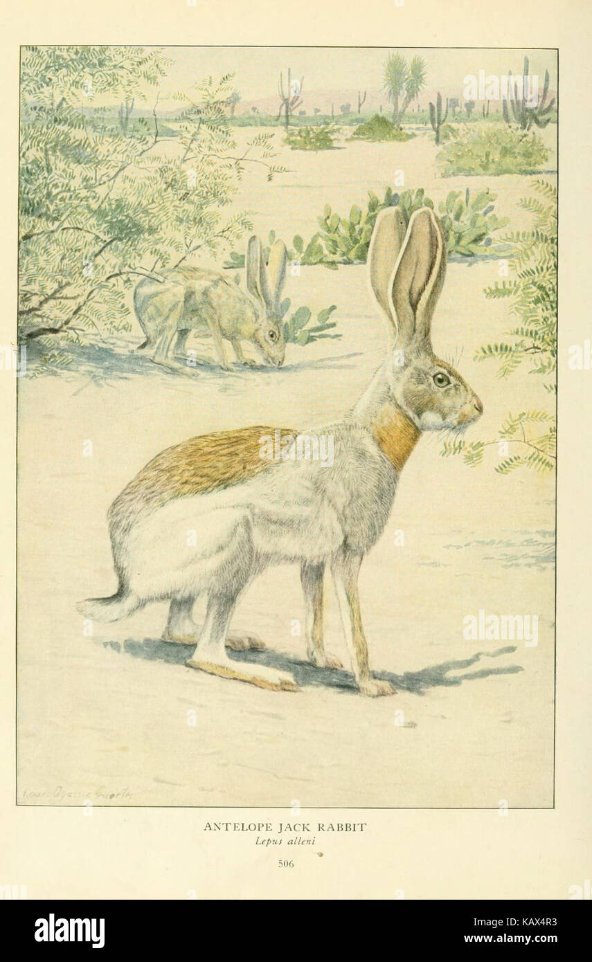 Wild animals of North America, intimate studies of big and little ...