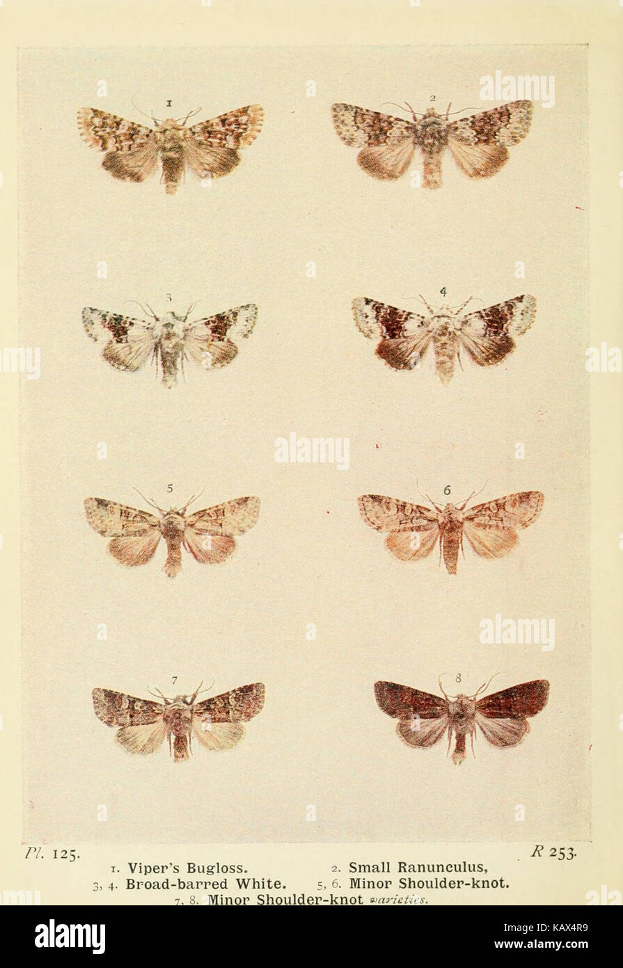 Uk moths illustration hi-res stock photography and images - Alamy