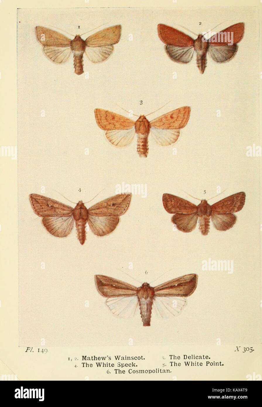 This document, 'The Moths of the British Isles,' offers a comprehensive ...
