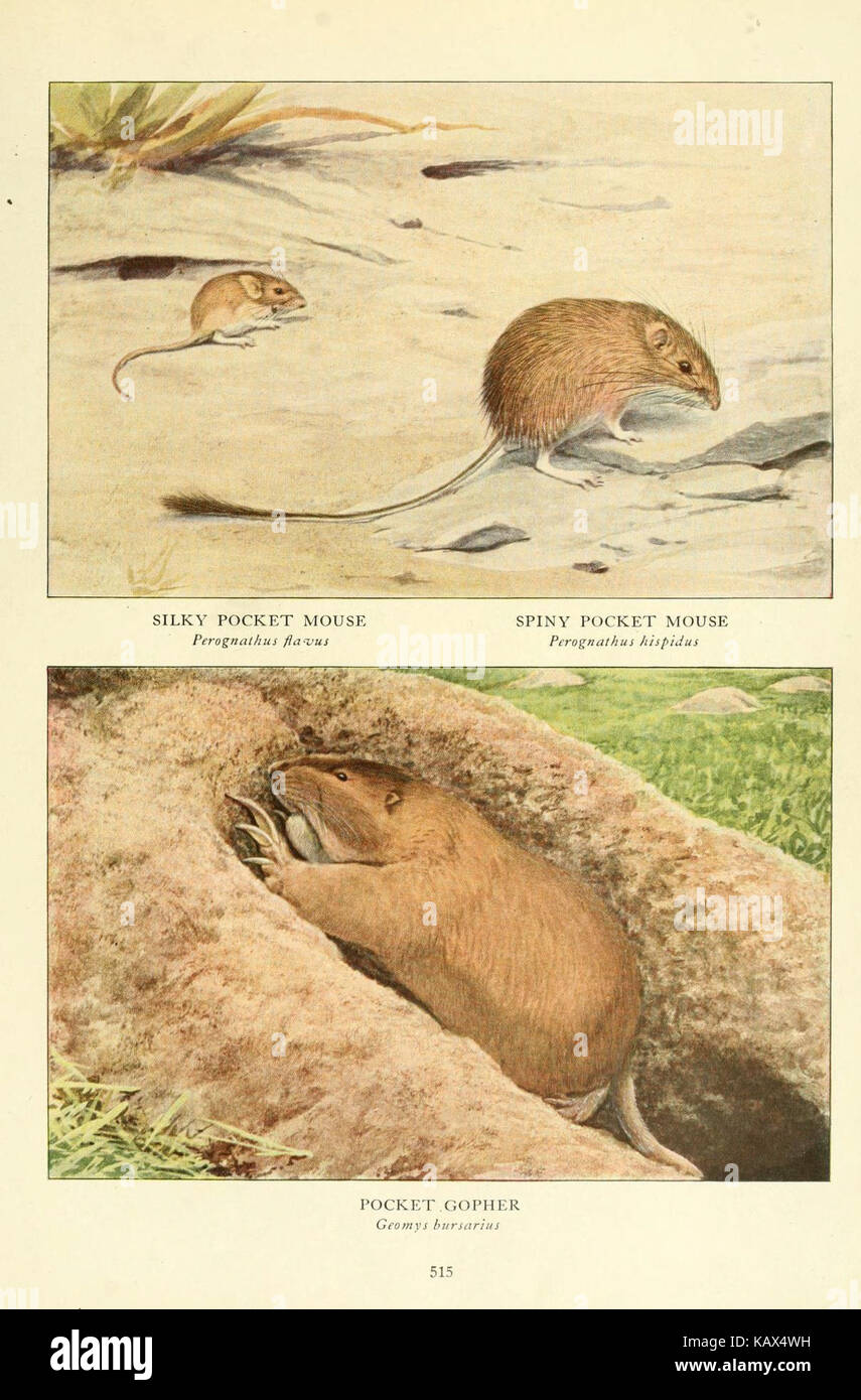 Wild animals of North America, intimate studies of big and little ...