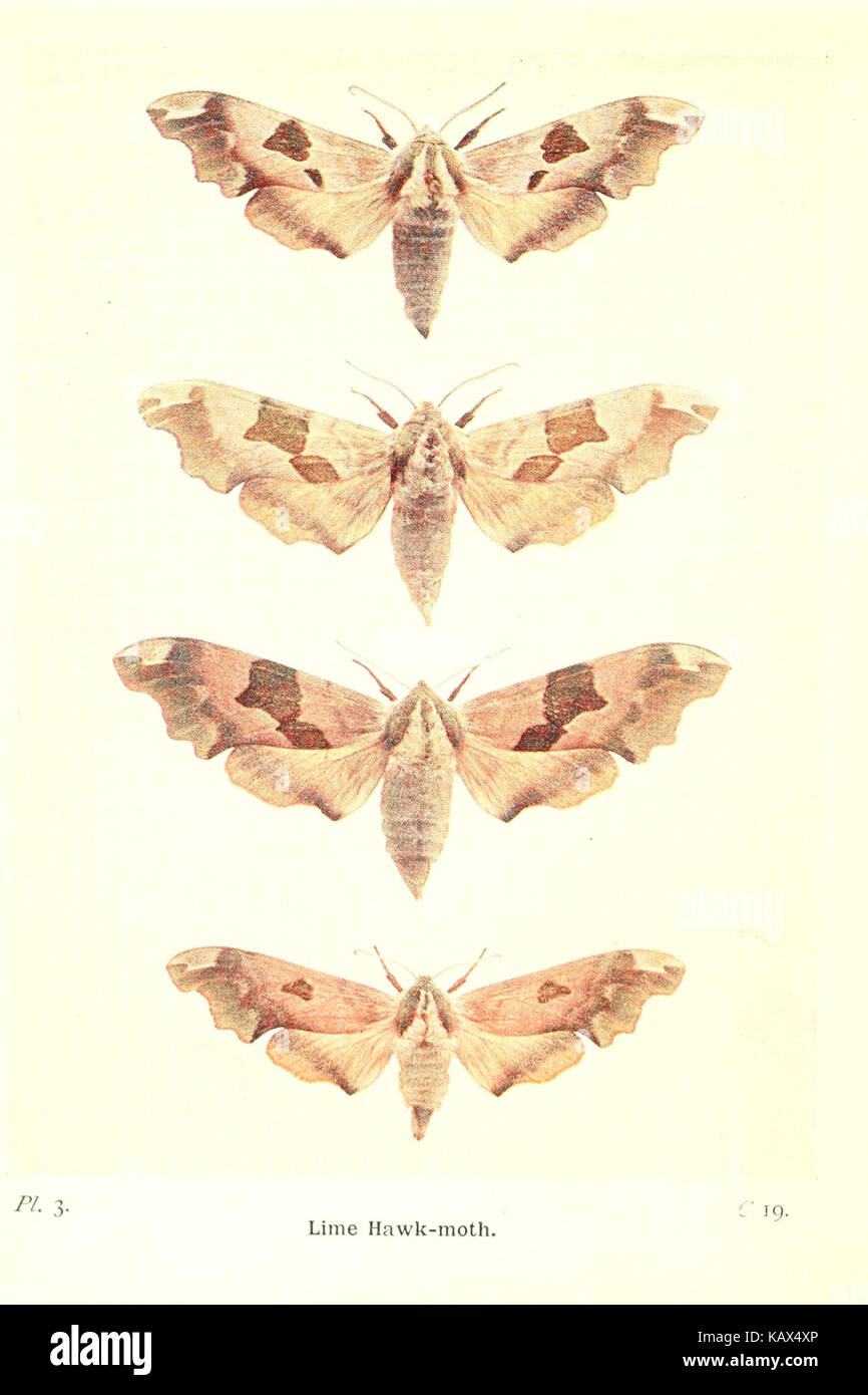 The moths of the British Isles BHL9919373 Stock Photo - Alamy