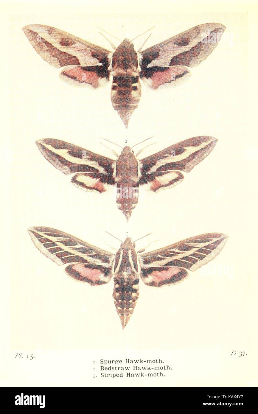 The moths of the British Isles BHL9919403 Stock Photo - Alamy