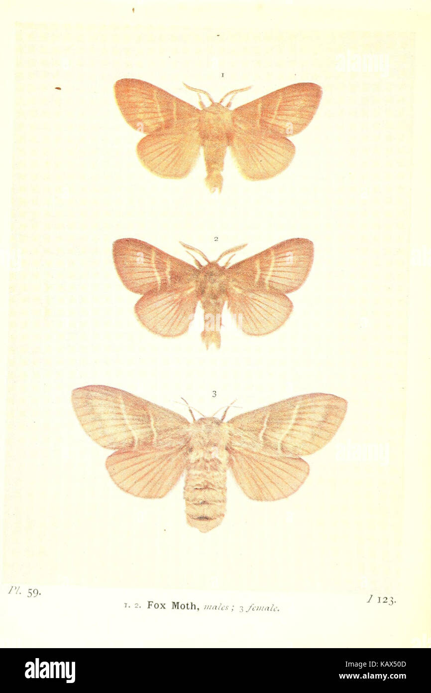 Moth insects hi-res stock photography and images - Alamy