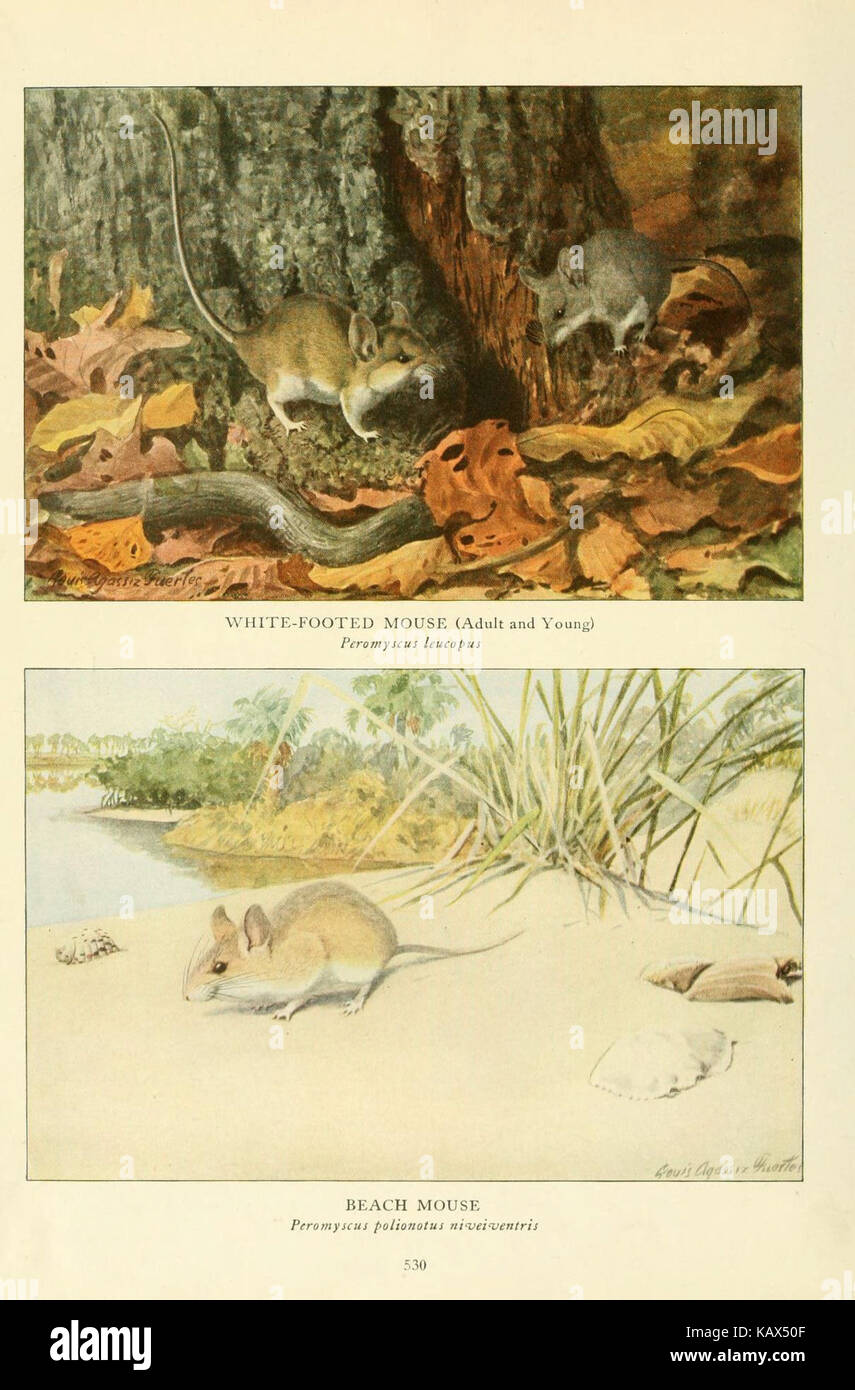 Wild animals of North America, intimate studies of big and little ...