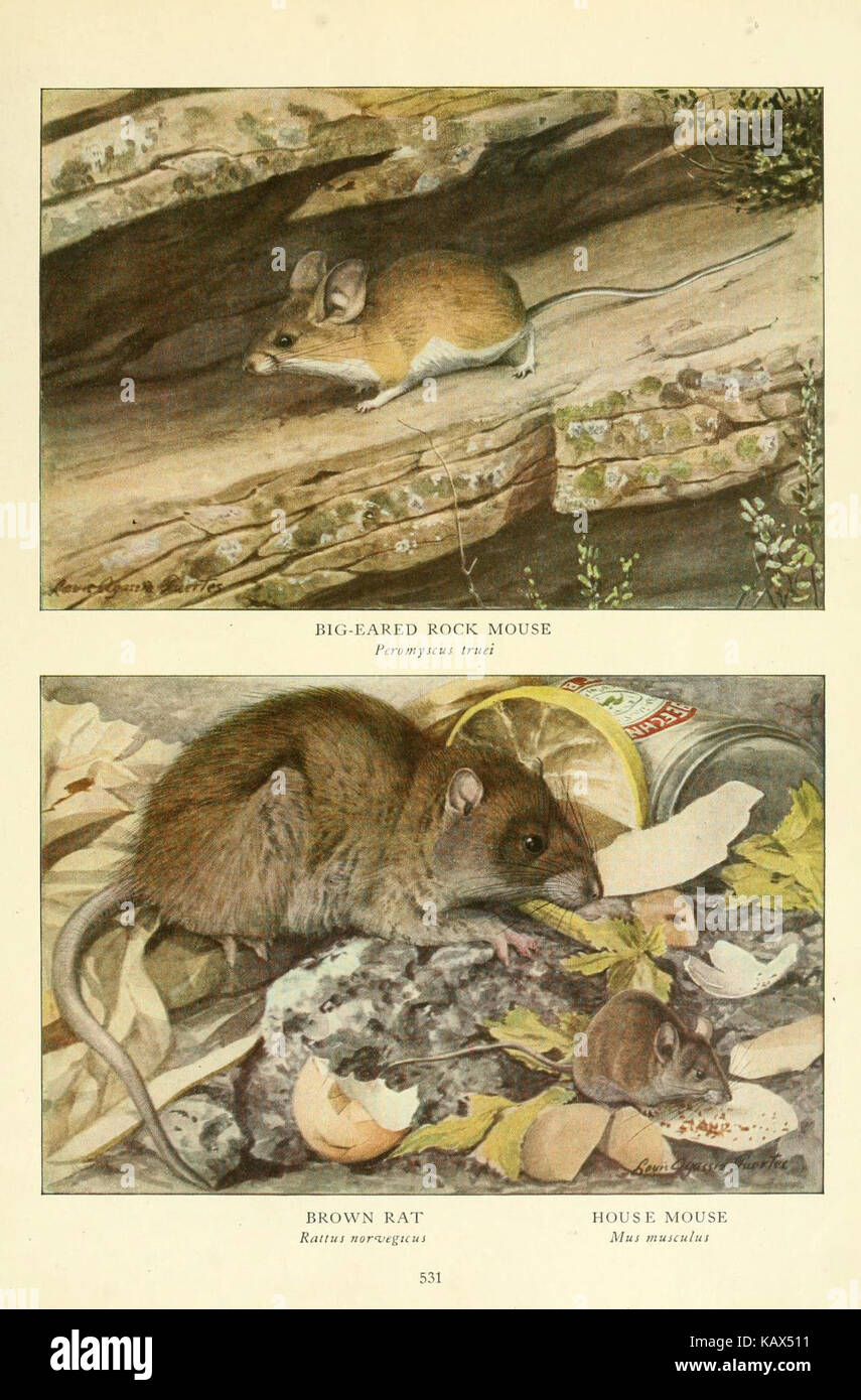 Wild animals of North America, intimate studies of big and little ...